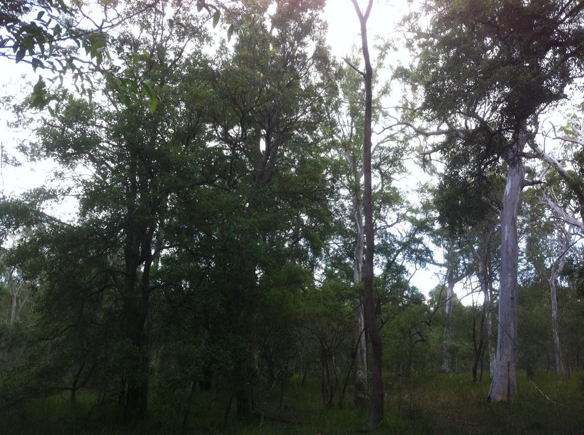 Ringtail Creek Flying-fox Sanctuary - Humane World for Animals Australia