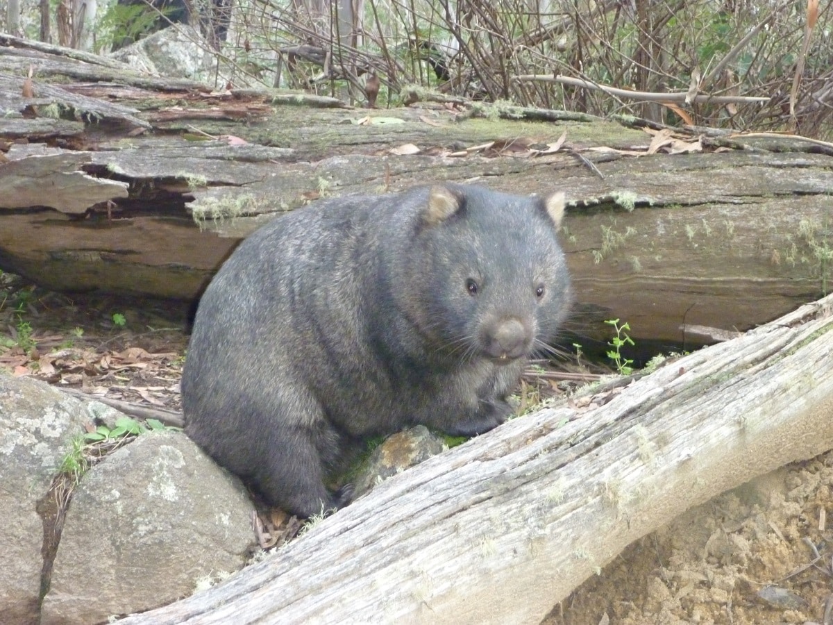 Edala - Humane World for Animals