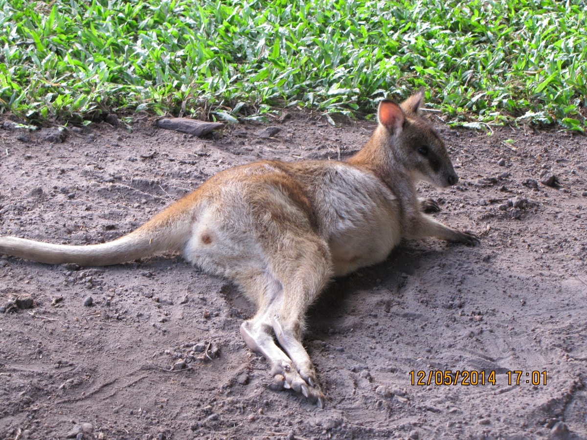 Wallaby Downs - Humane World for Animals Australia