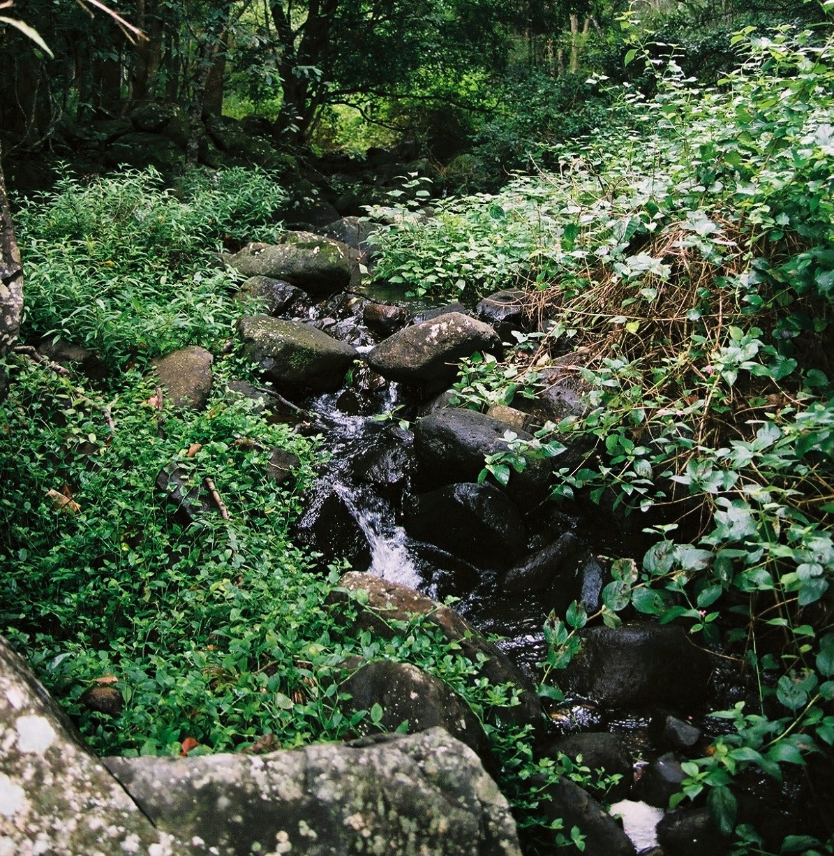 Rous Sanctuary - Humane World for Animals