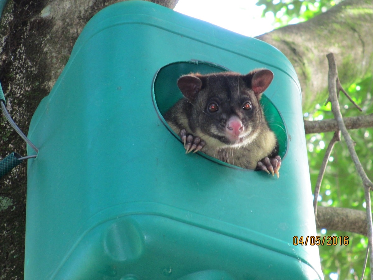 Epona - Humane World for Animals