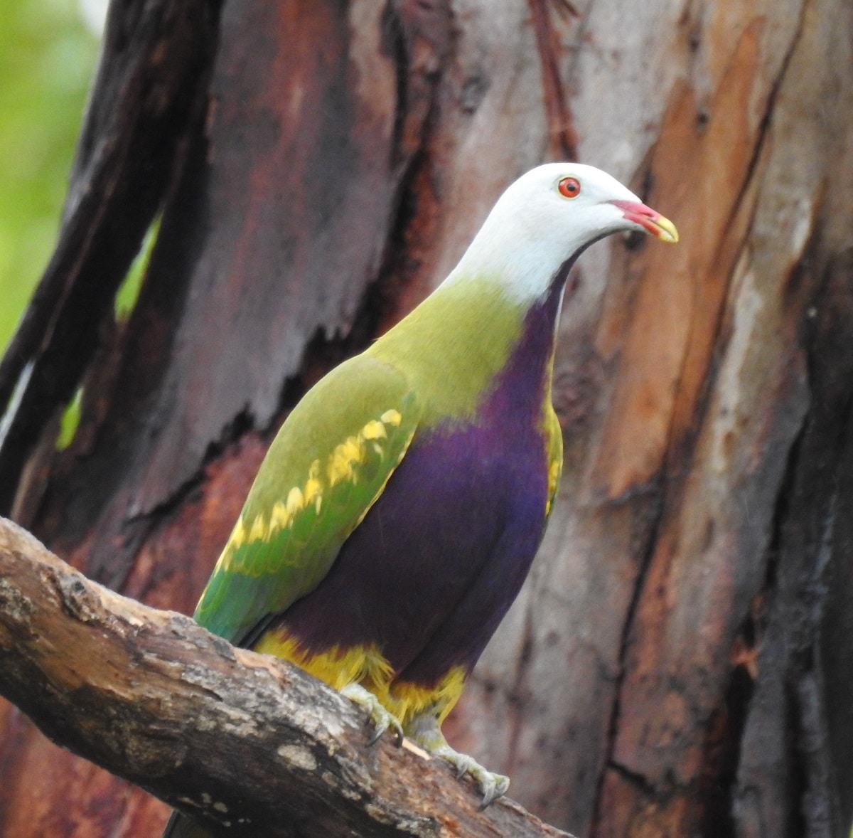 Urliup Wildlife Sanctuary - Humane Society International (HSI)