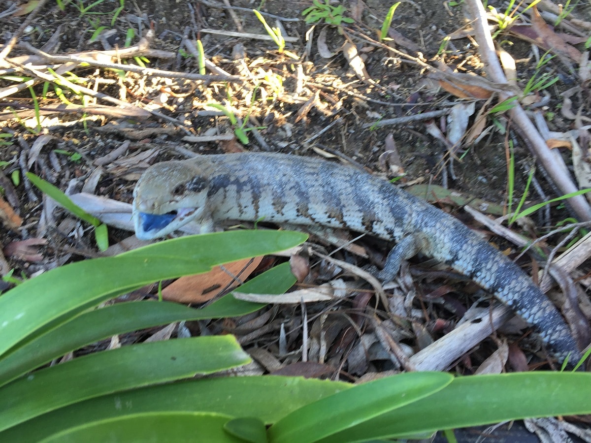 Locky's Legacy - Humane World for Animals