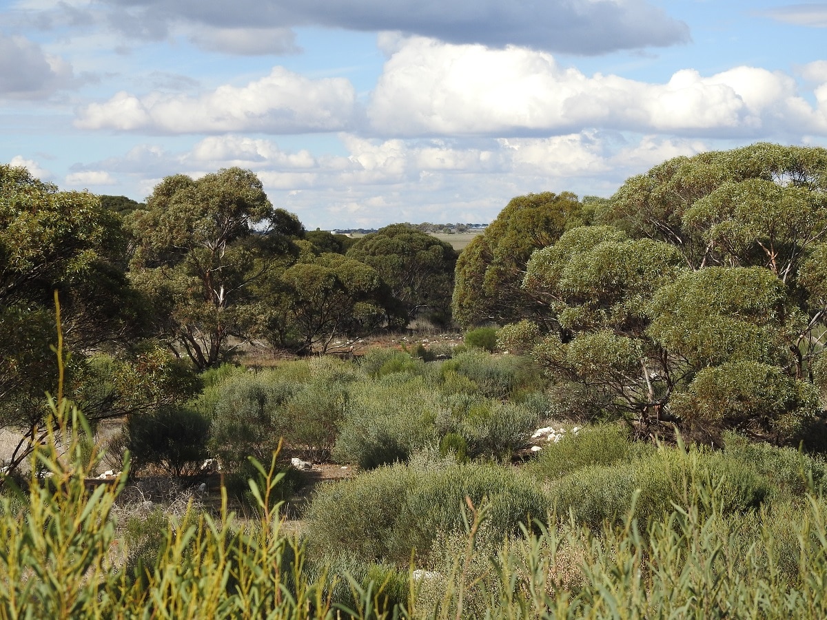 Kambuth - Humane World for Animals