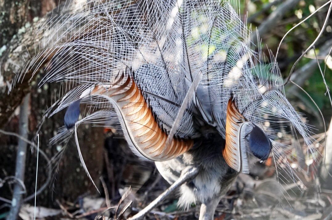 Box Ridge - Humane World for Animals