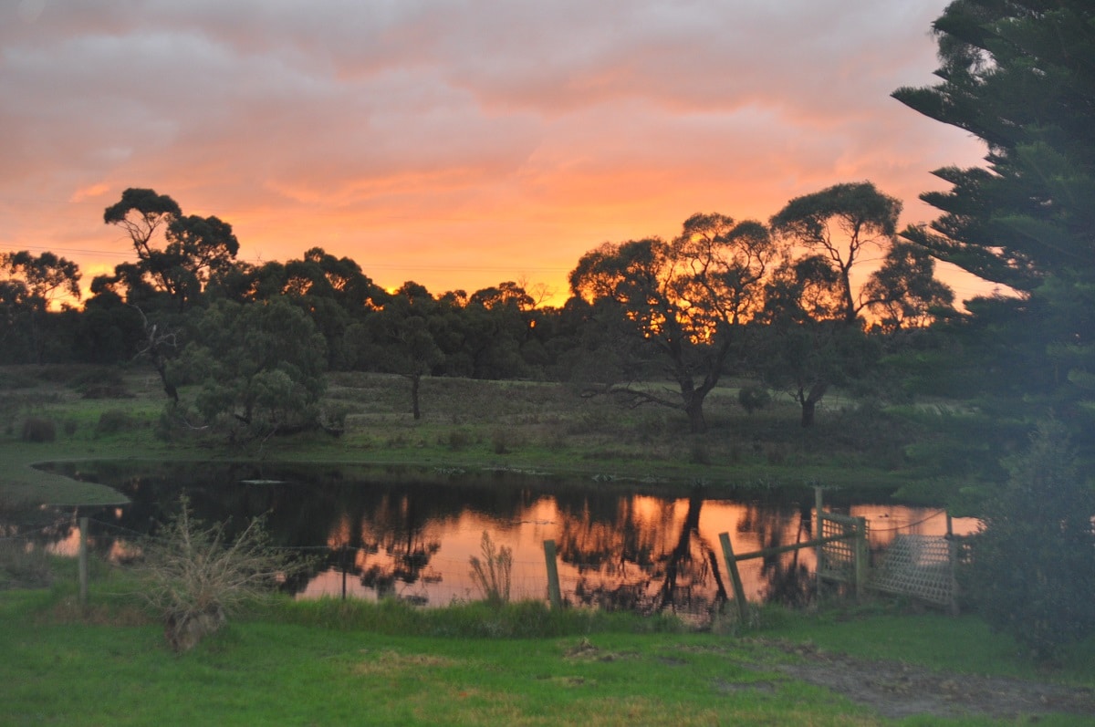 Babile - Humane World for Animals