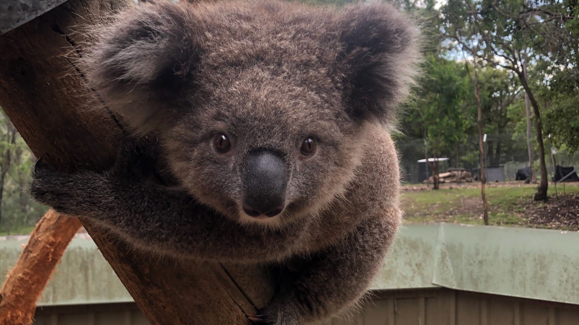 Potoroo Palace - Humane World for Animals