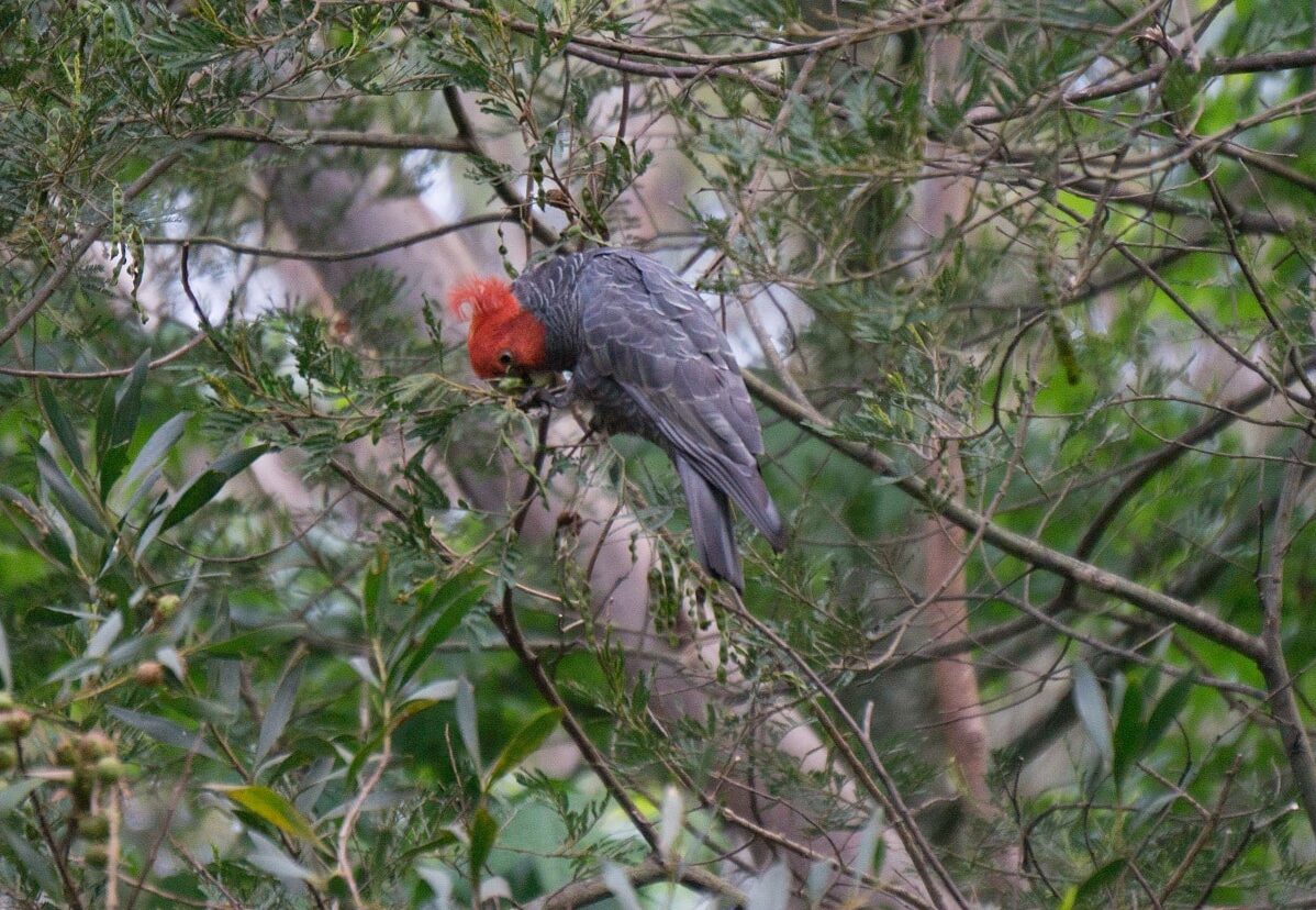 Dimmocks Retreat Wildlife - Humane World for Animals