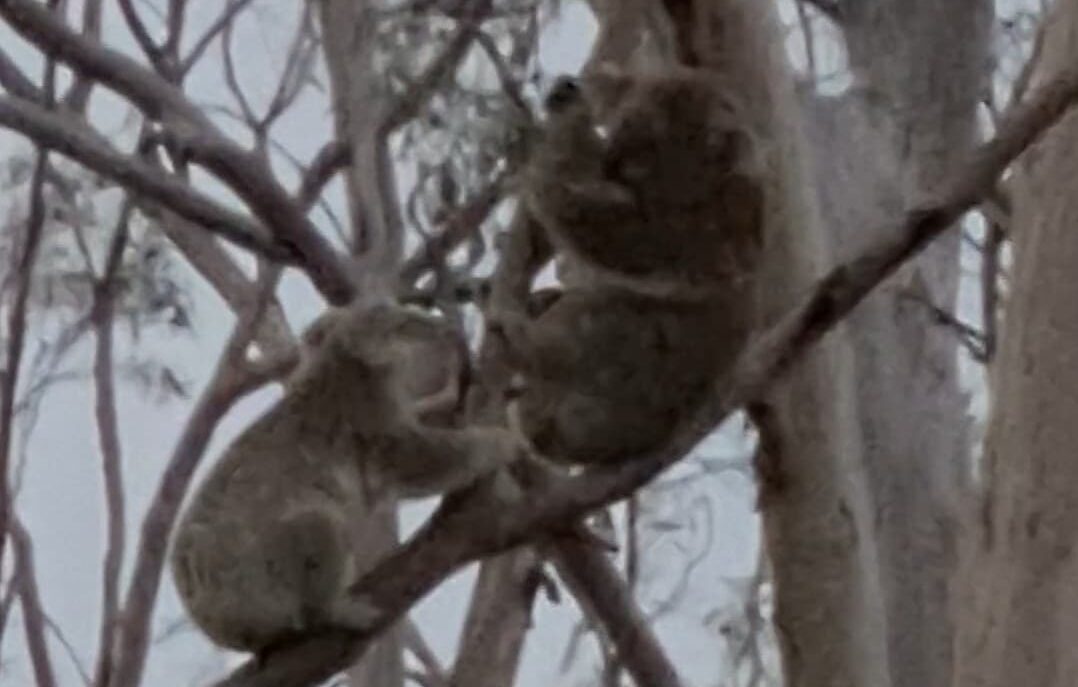 Esk Country Estate - Humane World for Animals Australia
