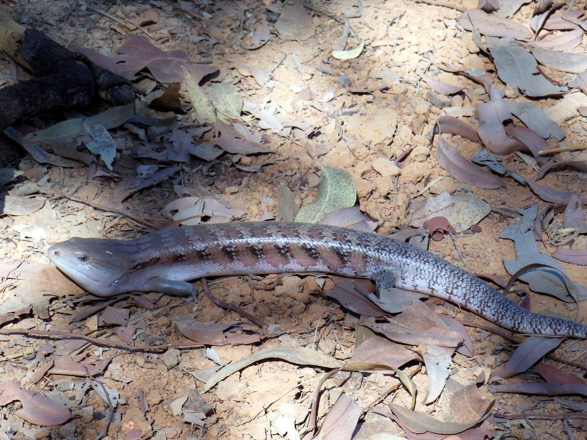 Burrell Creek Estate - Humane World for Animals