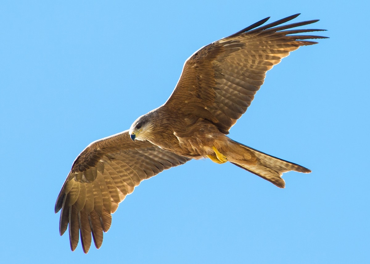 Wings Barossa Bird and Bush Retreat - Humane World for Animals