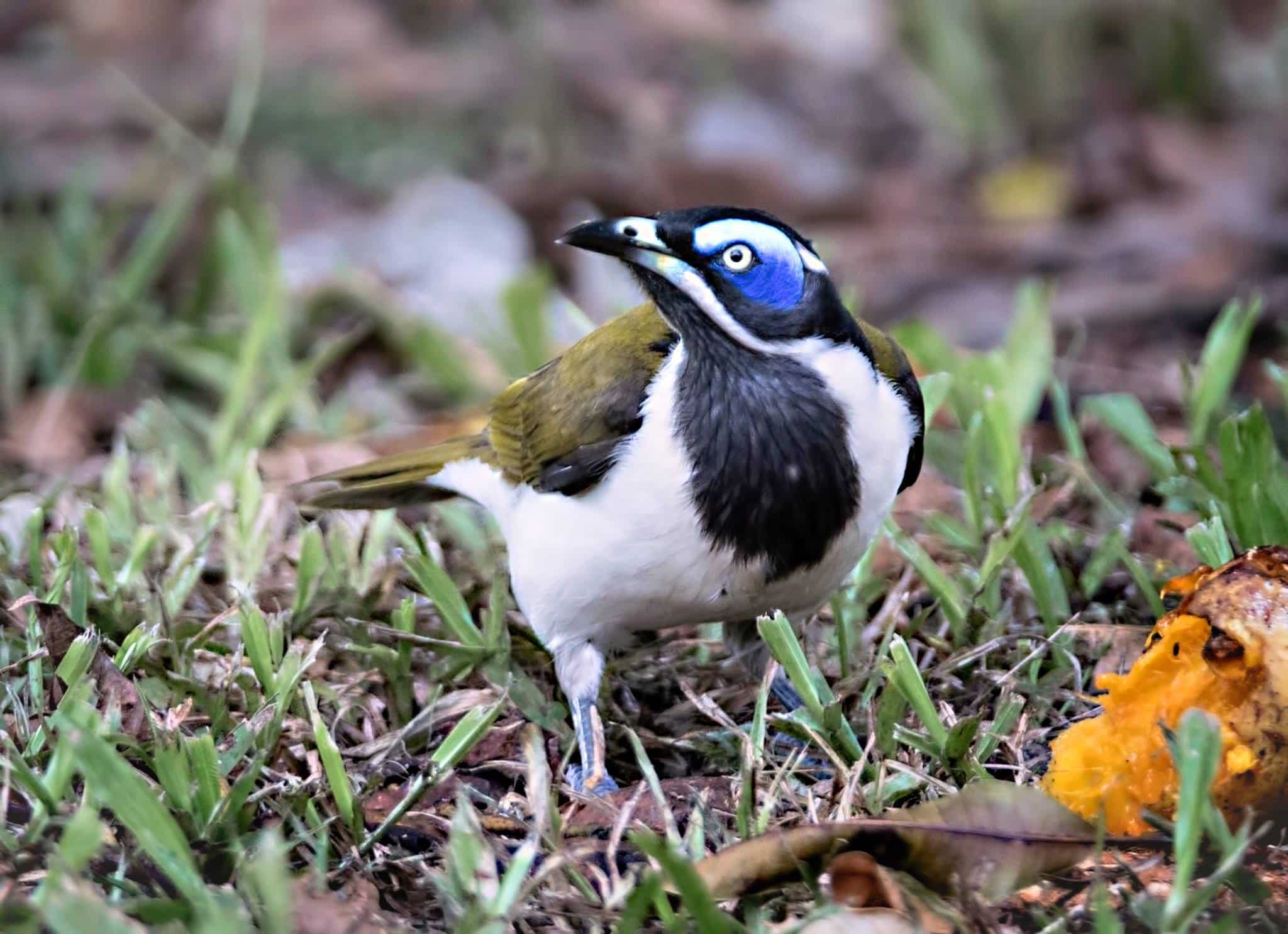 Noosa Private Nature Reserve - Humane World for Animals Australia