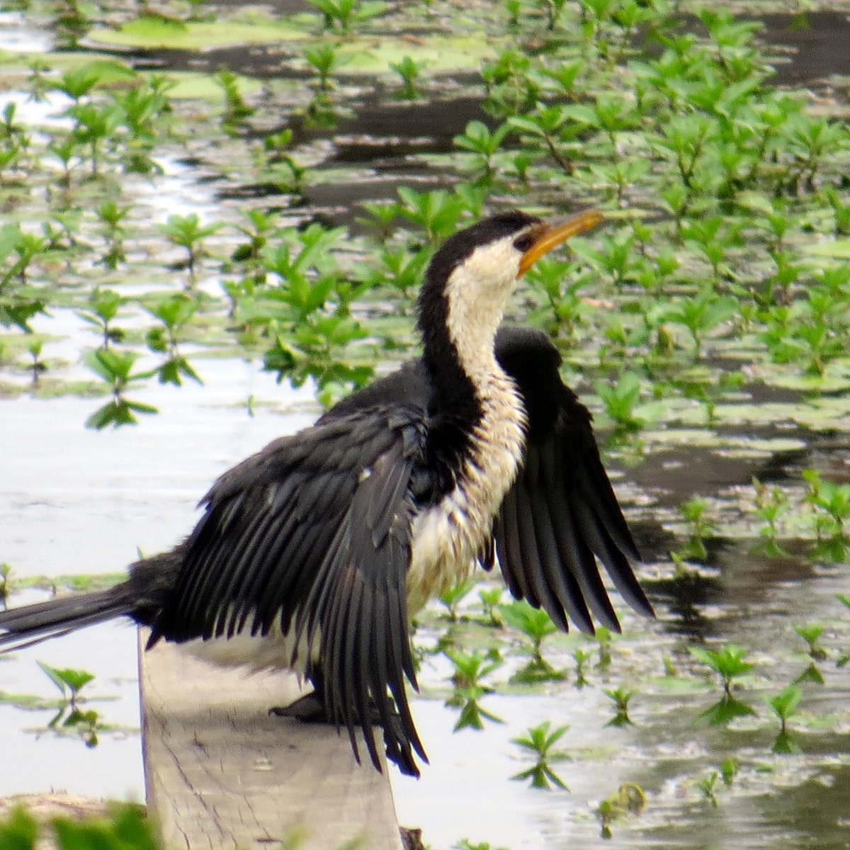 Treetops - Humane World for Animals