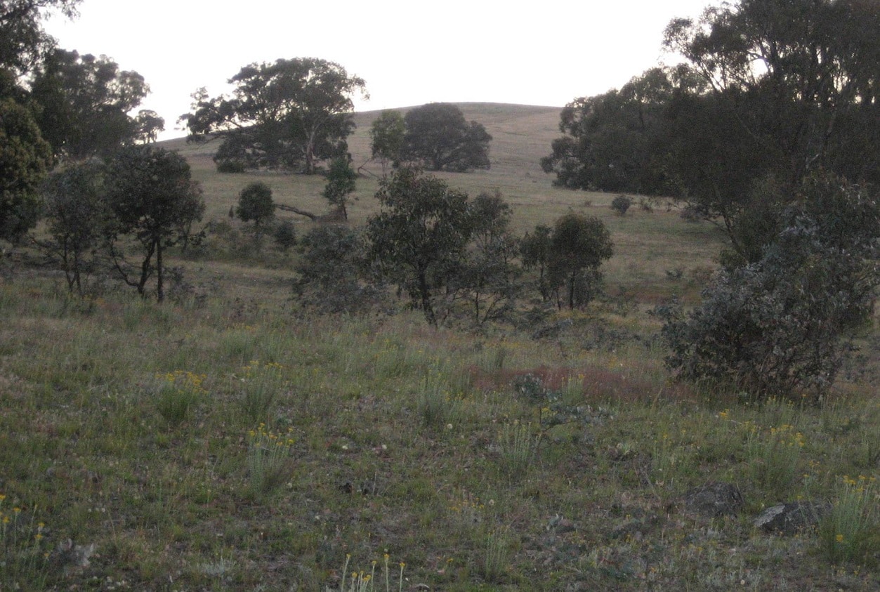 Black Flat - Humane World for Animals