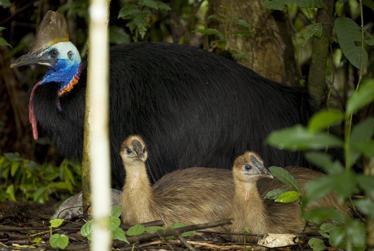 Daintree Rainforest Wildlife Sanctuary - Humane World for Animals Australia