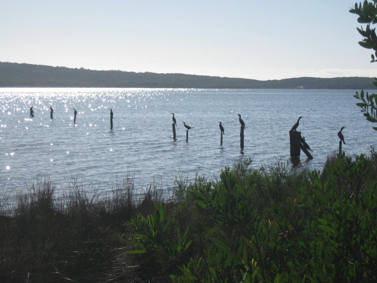 Watery Fowls - Humane World for Animals Australia