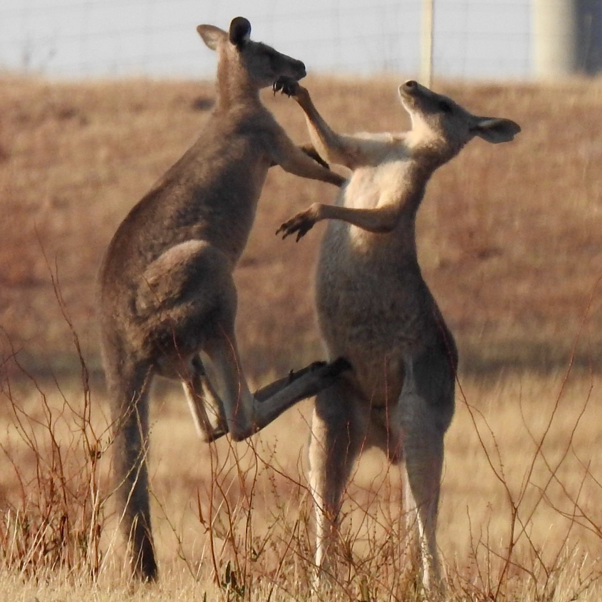 Tabulam Wildlife Sanctuary - Humane World for Animals