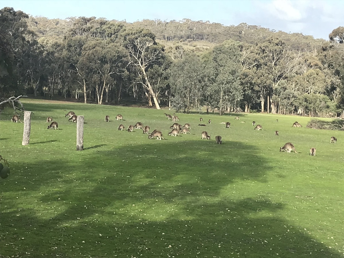 Ellenbrae - Humane World for Animals