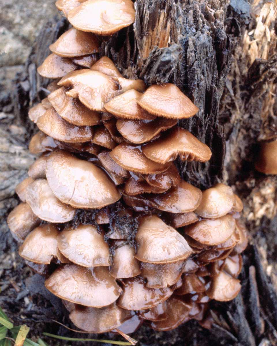 Rous Sanctuary - Humane World for Animals