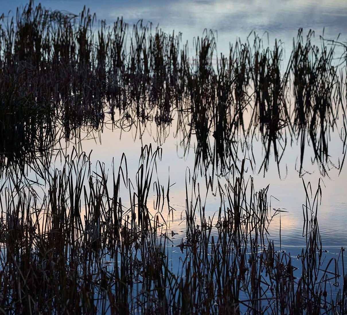 Ngara - Humane World for Animals