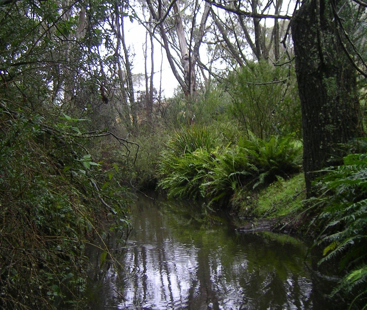 Brynmawr - Humane Society International (HSI)