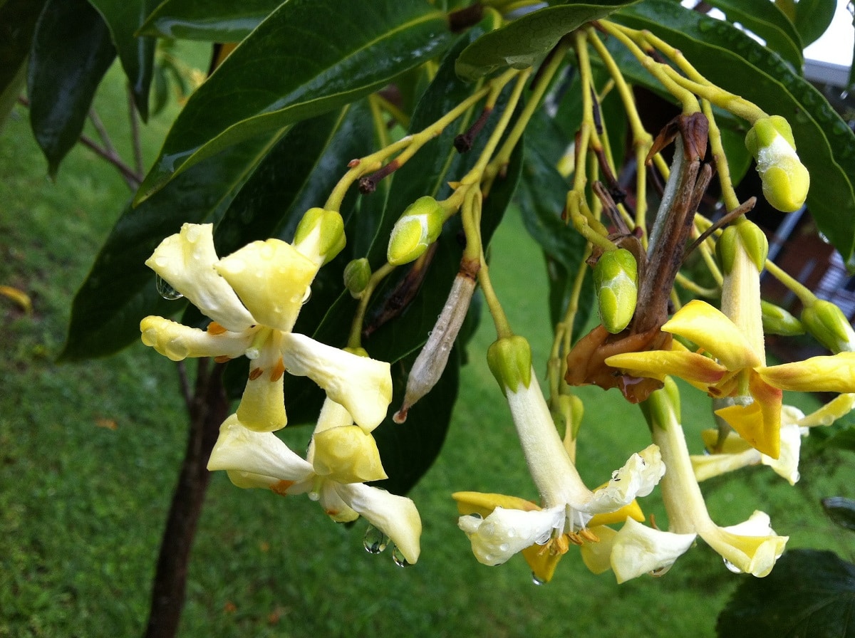 The Shedders - Humane World for Animals