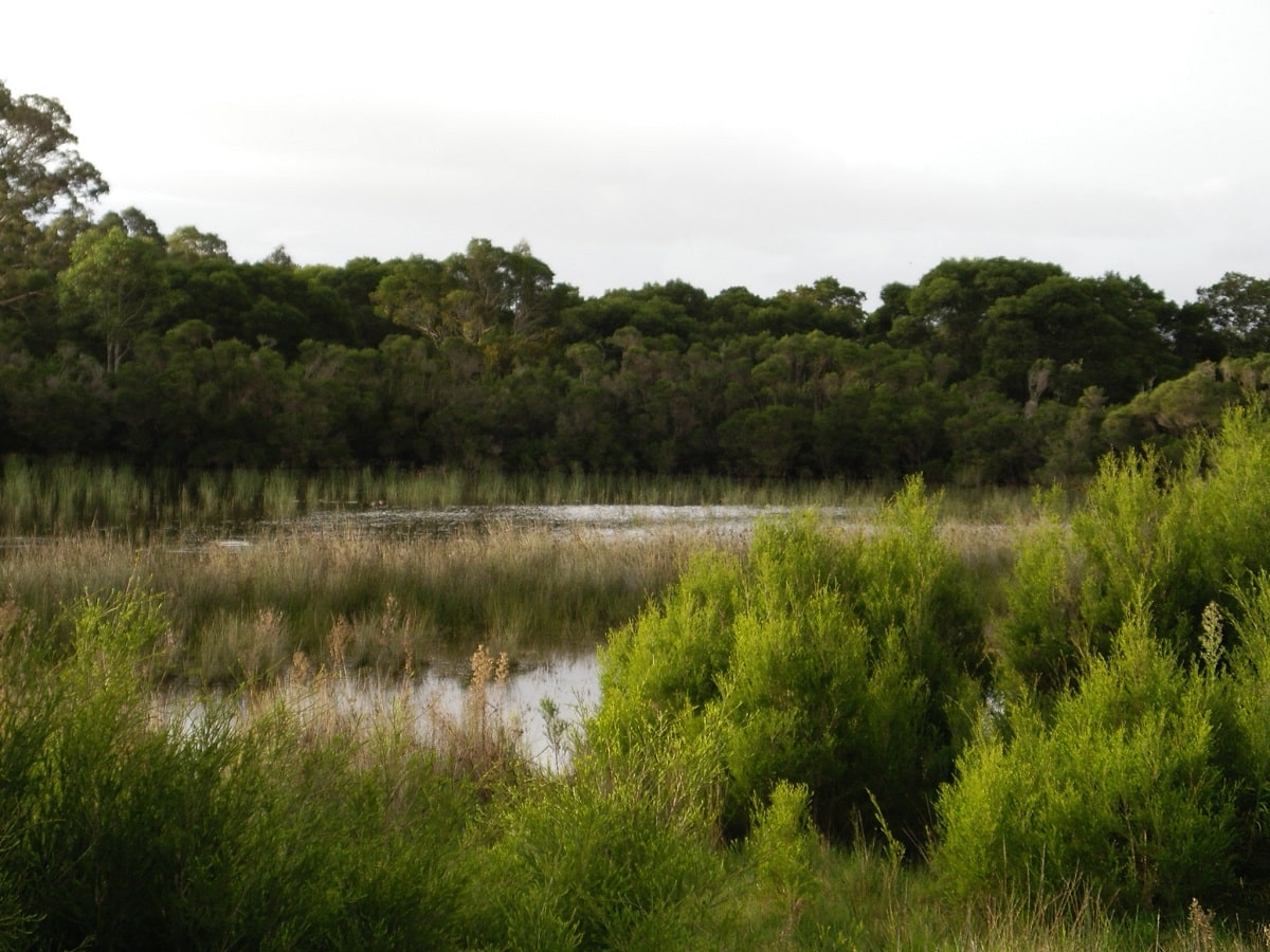 Watery Fowls - Humane World for Animals Australia