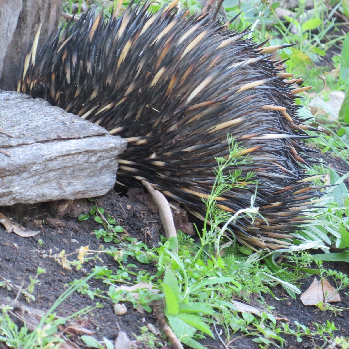Treetops - Humane World for Animals