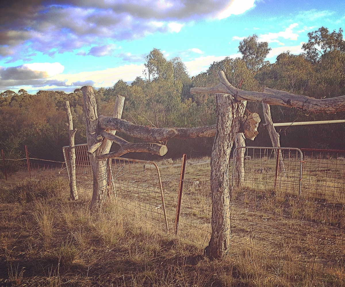 Wings Barossa Bird and Bush Retreat - Humane World for Animals