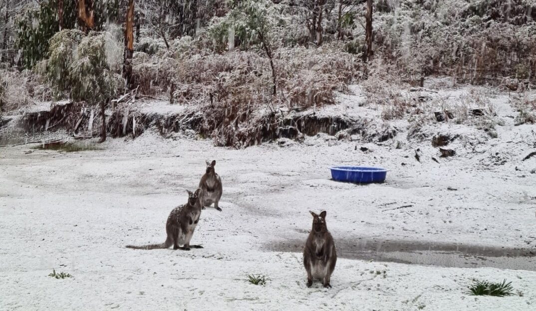 Endor - Humane World for Animals