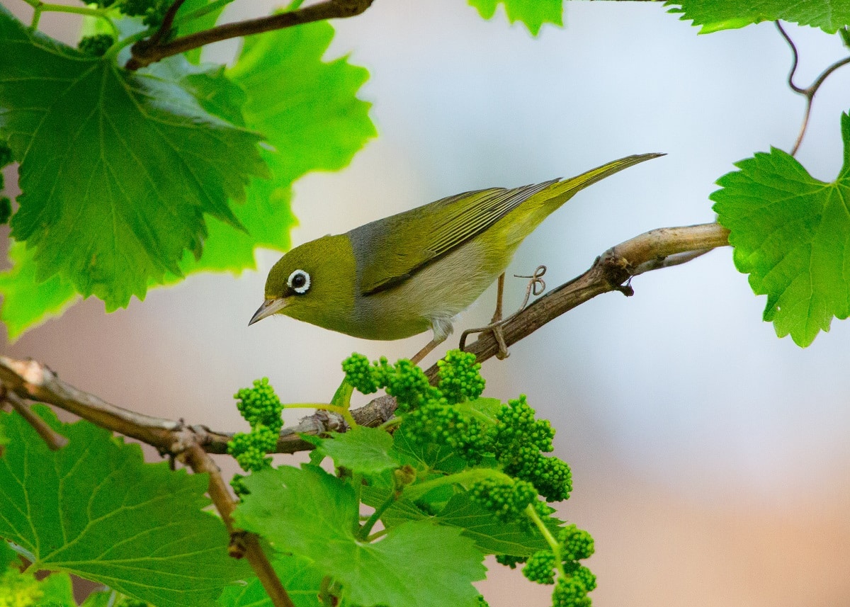 Wings Barossa Bird and Bush Retreat - Humane World for Animals