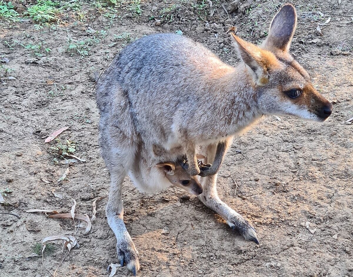 Esk Country Estate - Humane World for Animals Australia