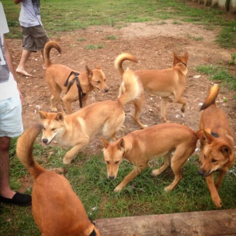 Dingo Den Sanctuary - Humane World for Animals