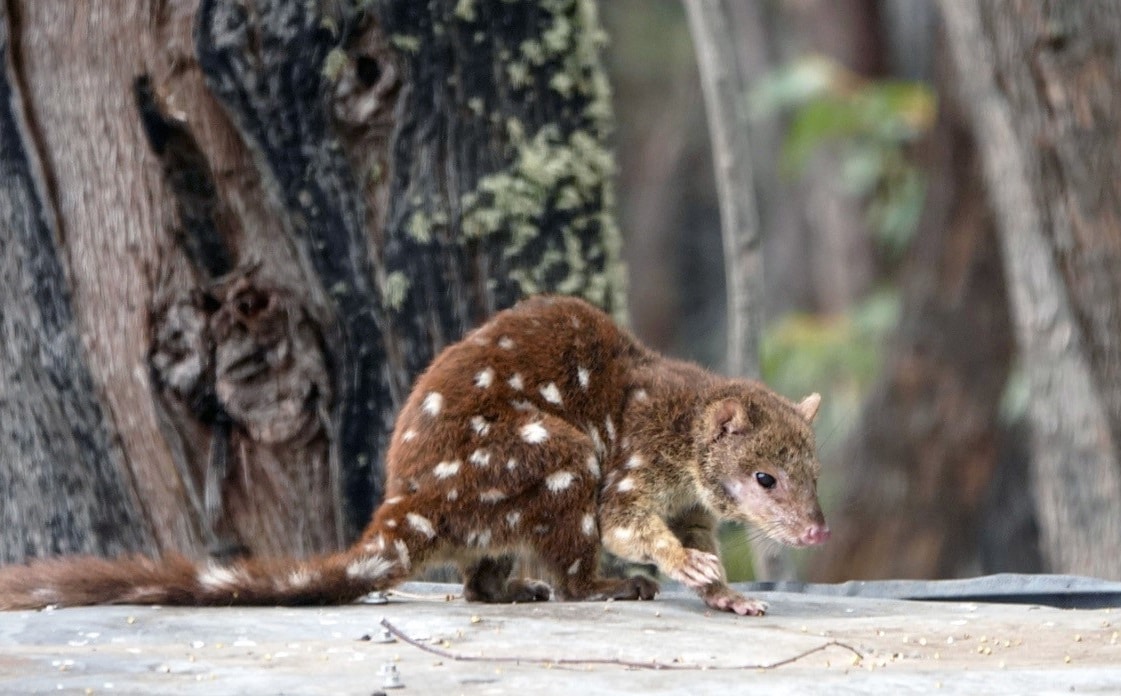 Box Ridge - Humane World for Animals