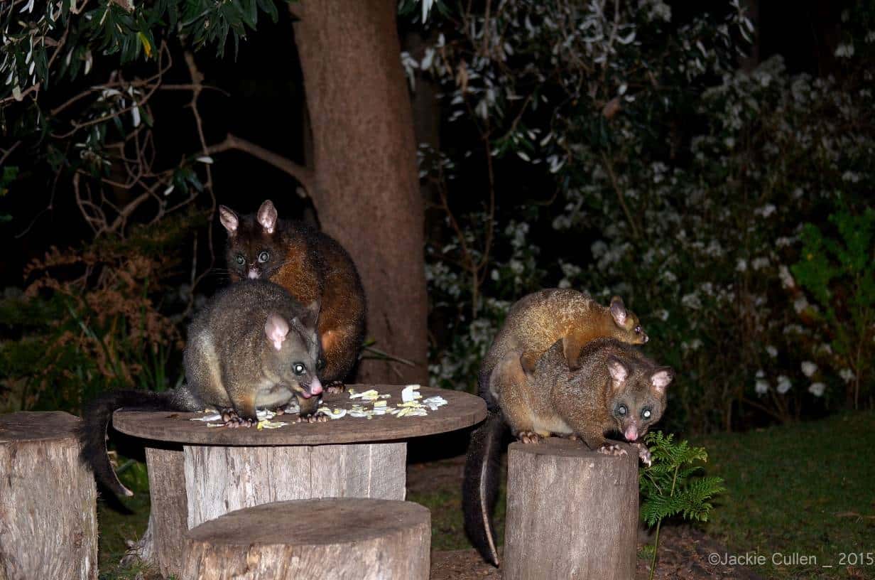 The Wattles - Humane World for Animals Australia