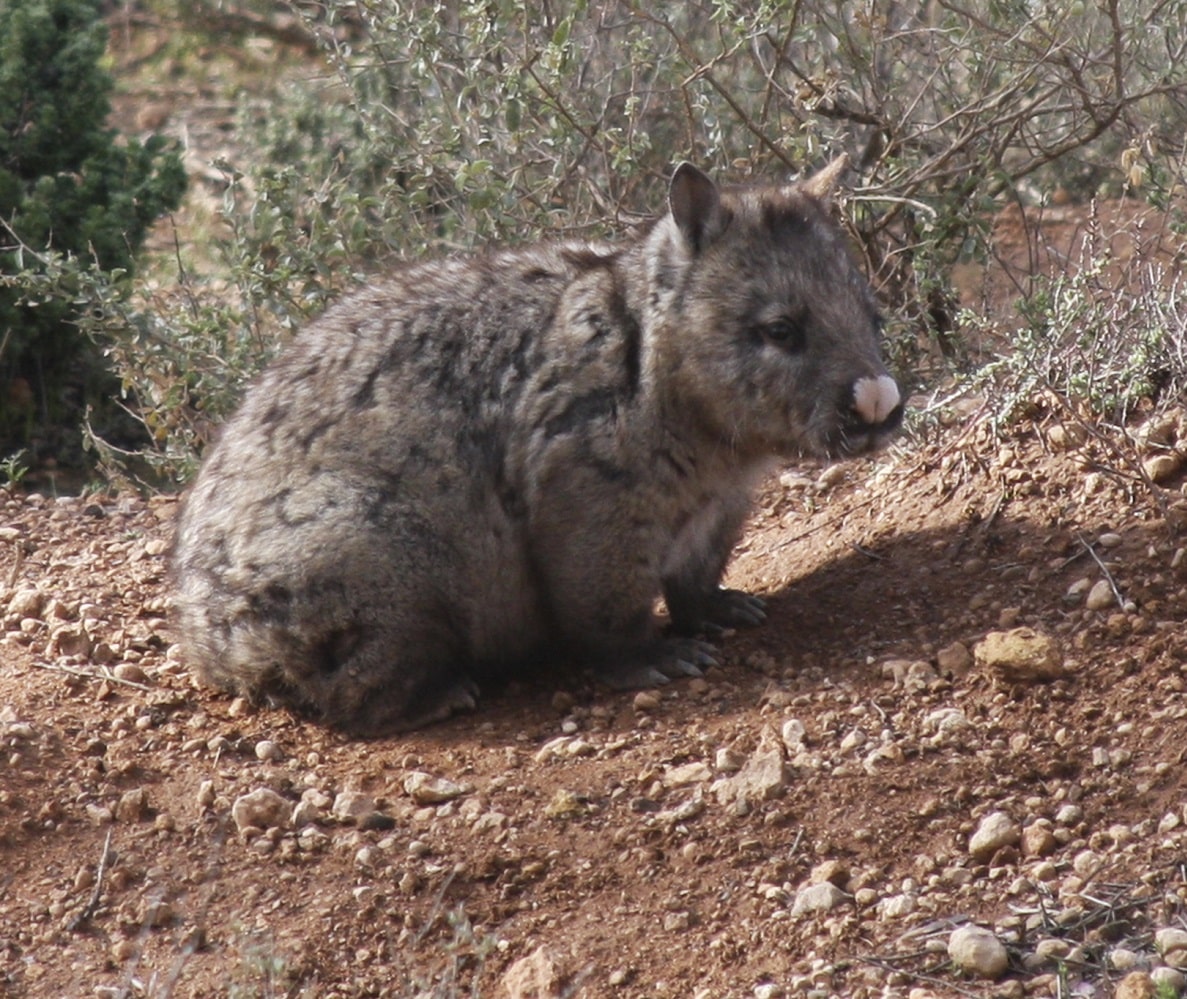 Wandandian - Humane World for Animals