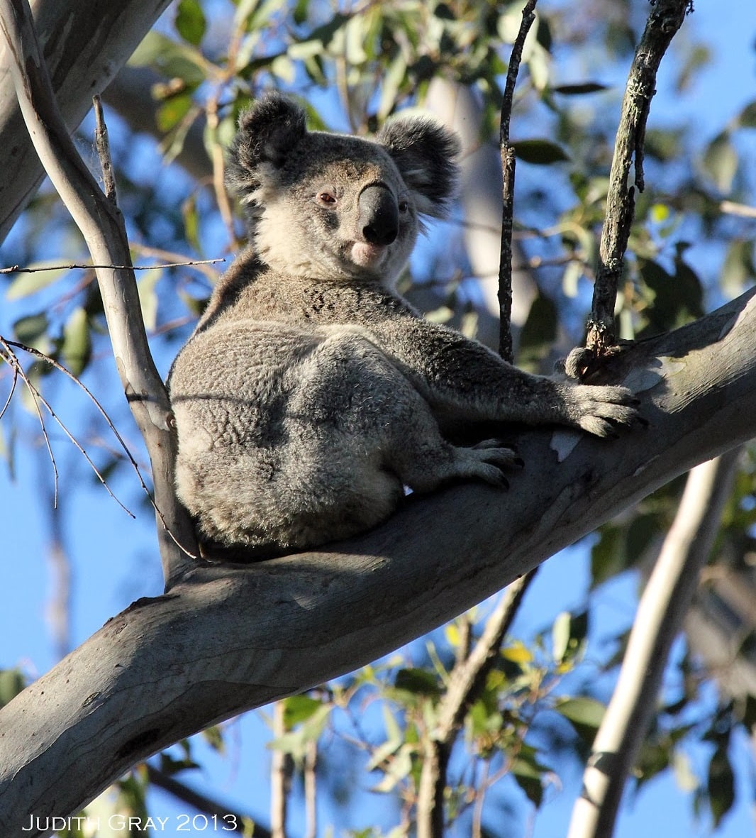 Jarowair - Humane World for Animals