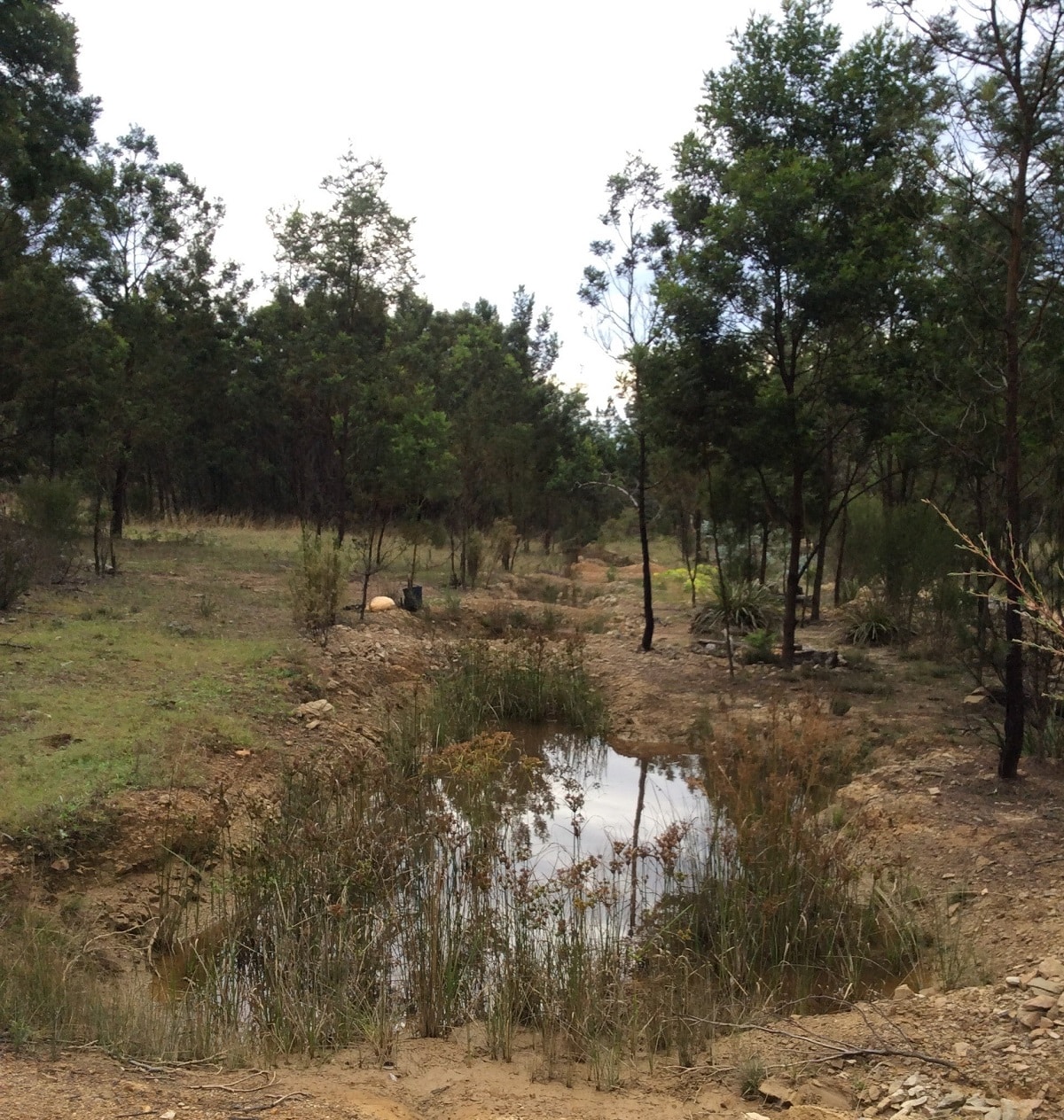 Caloma - Humane World for Animals