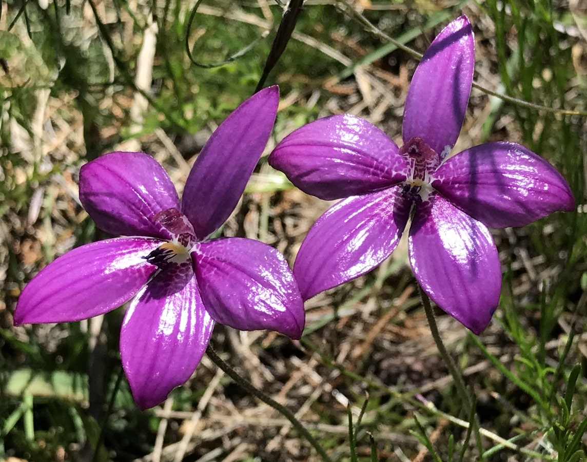 Ellenbrae - Humane World for Animals