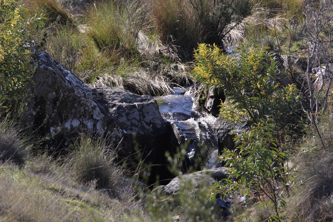 Kangaroo Keep - Humane World for Animals