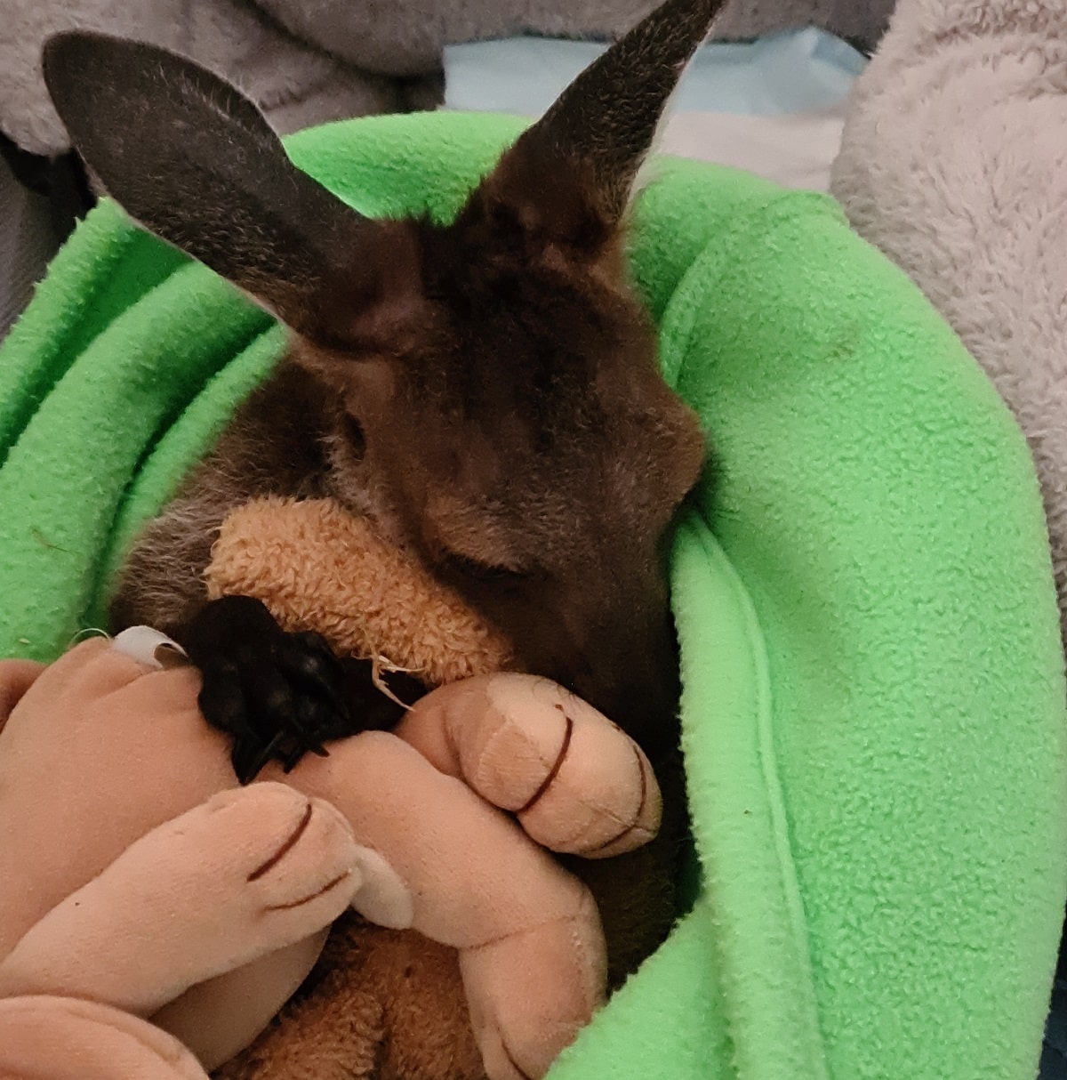 Amaris Wildlife Sanctuary - Humane Society International (HSI)