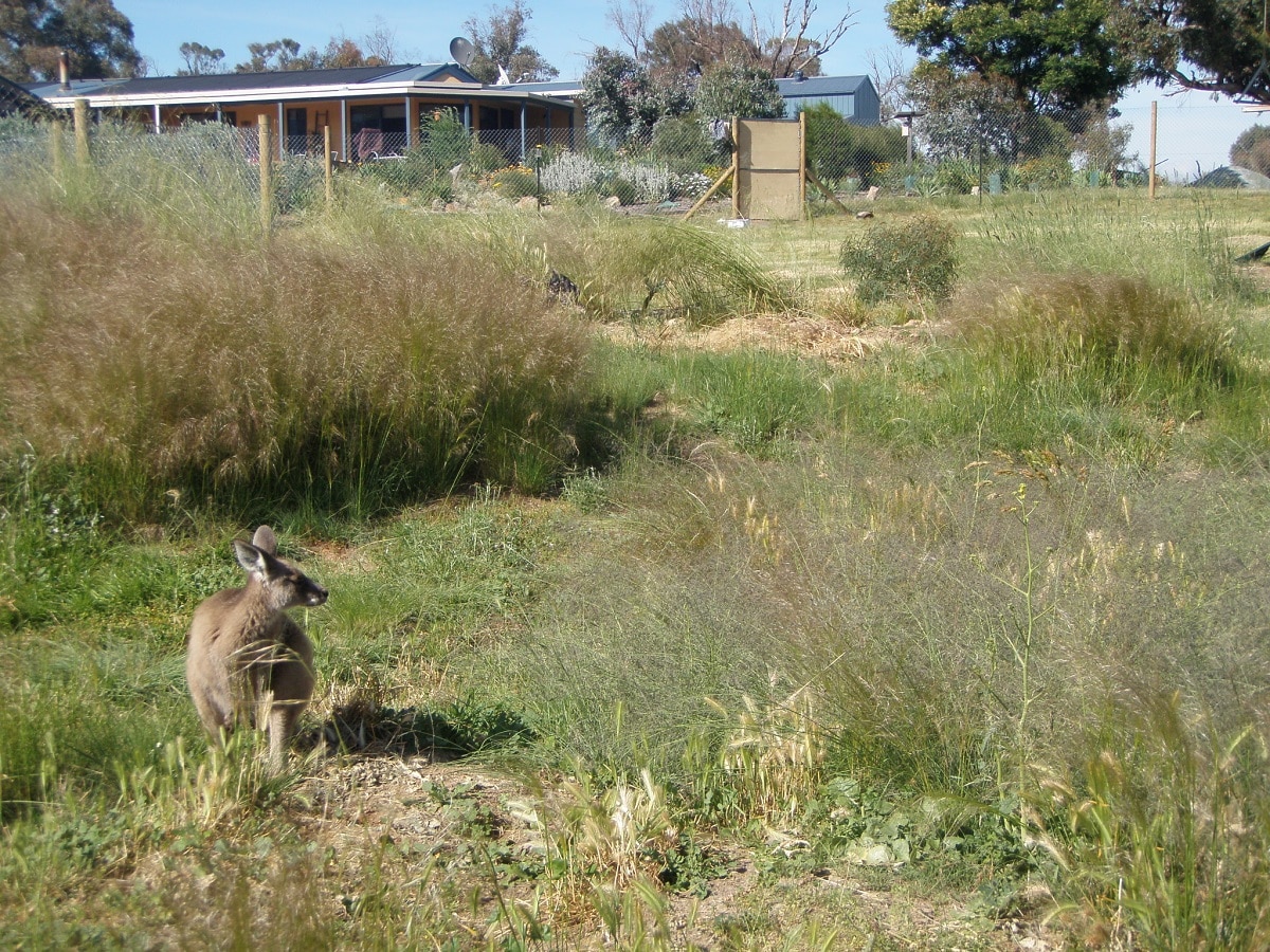 Enraeh - Humane Society International (HSI)