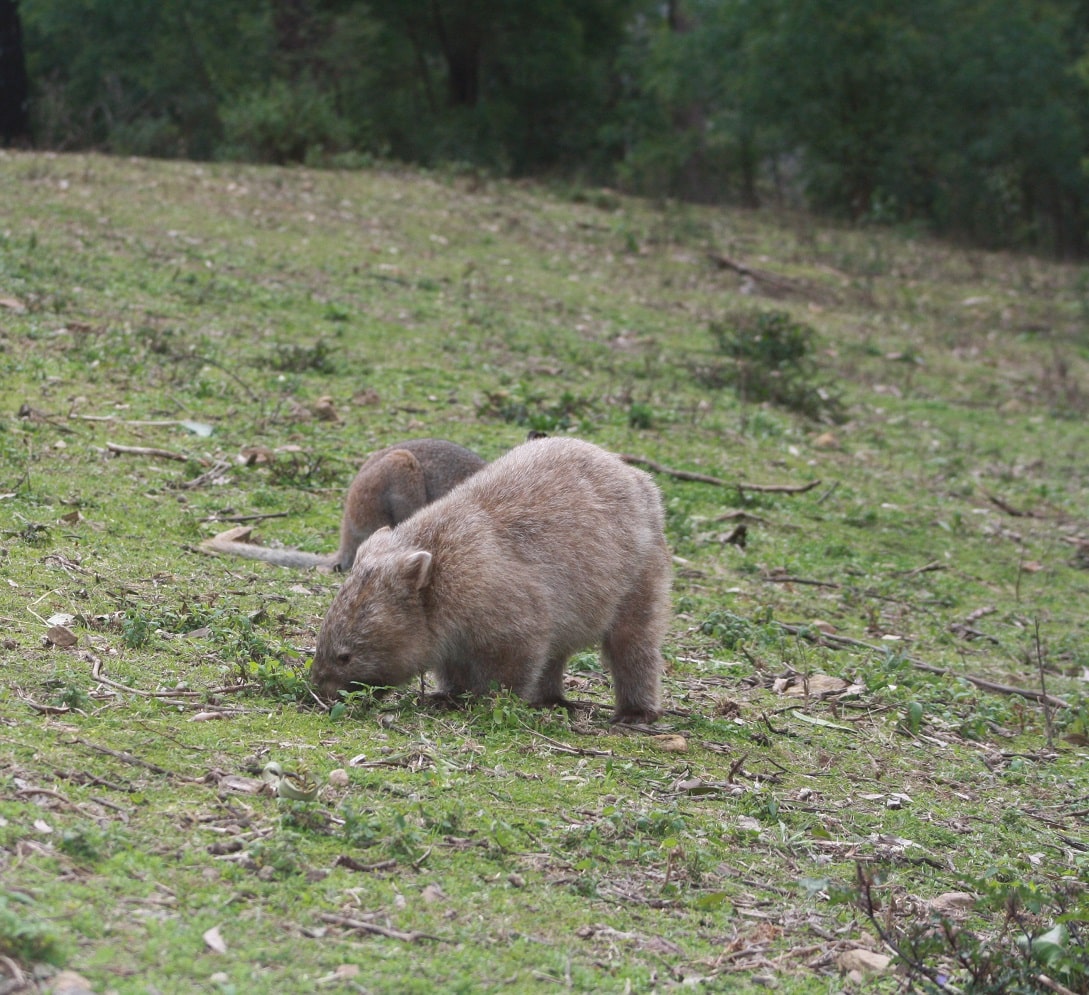 Cedar Creek Wombat Rescue - Humane World for Animals