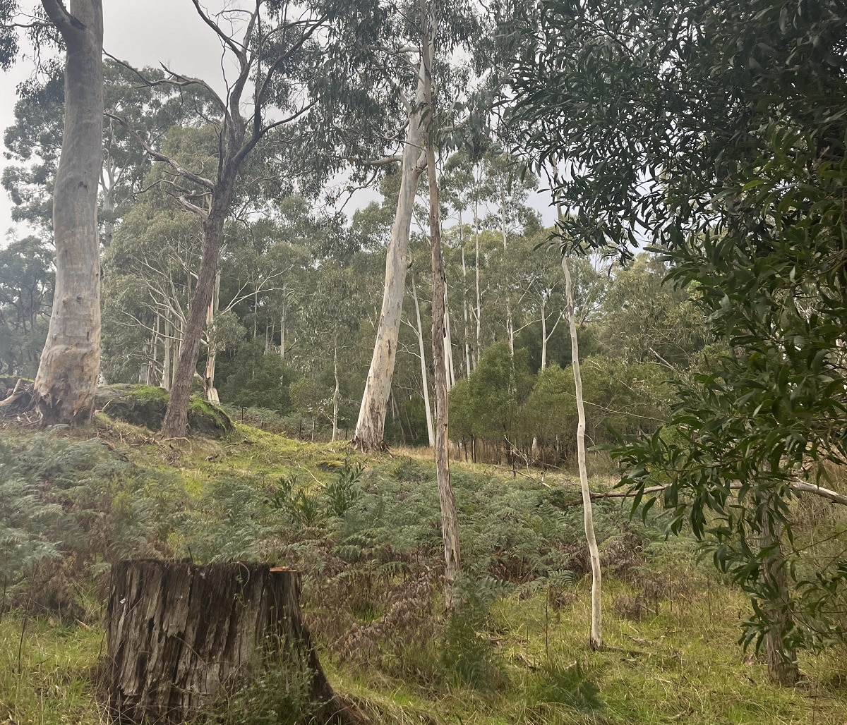 Mount George - Humane World for Animals