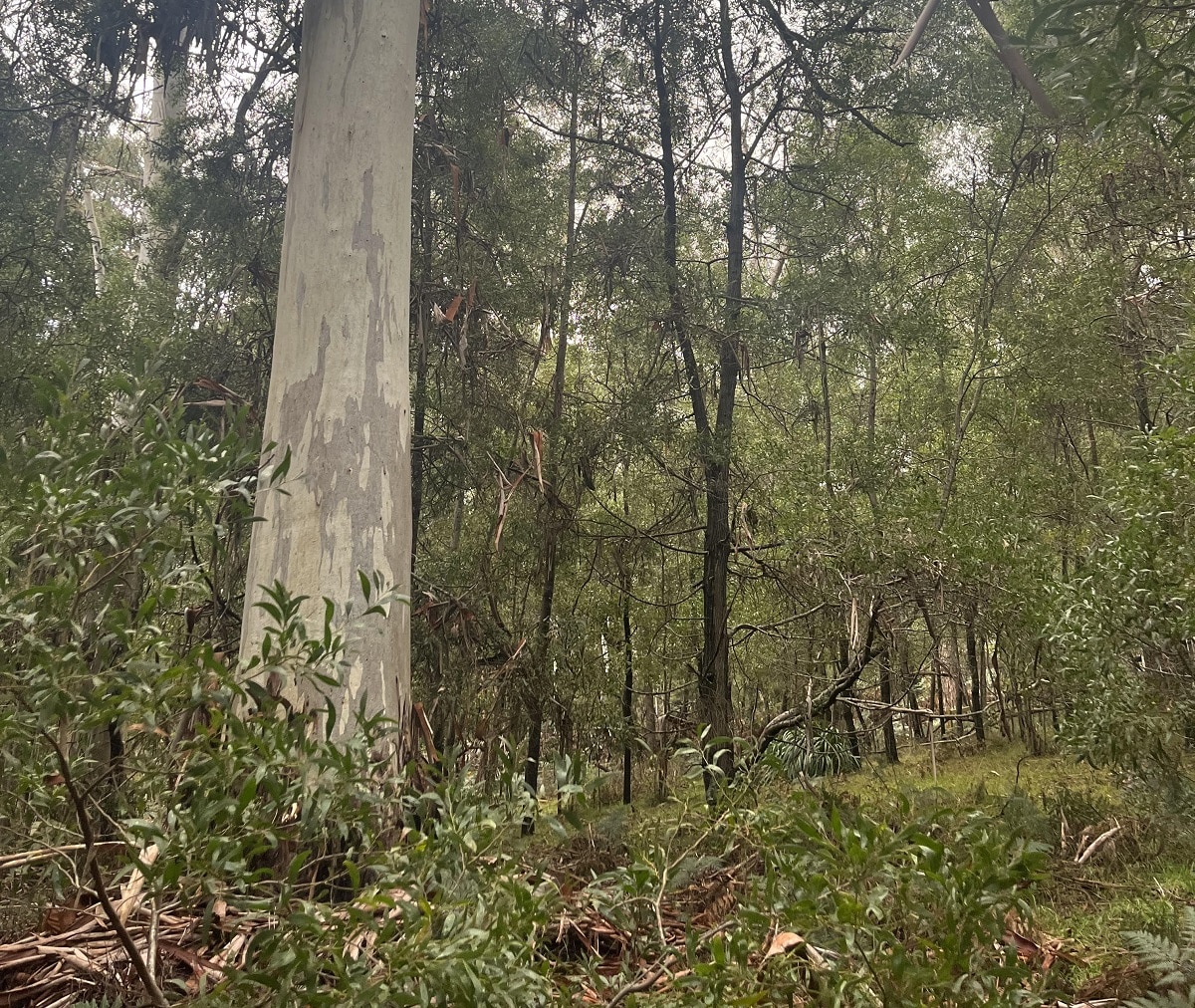 Mount George - Humane World for Animals Australia