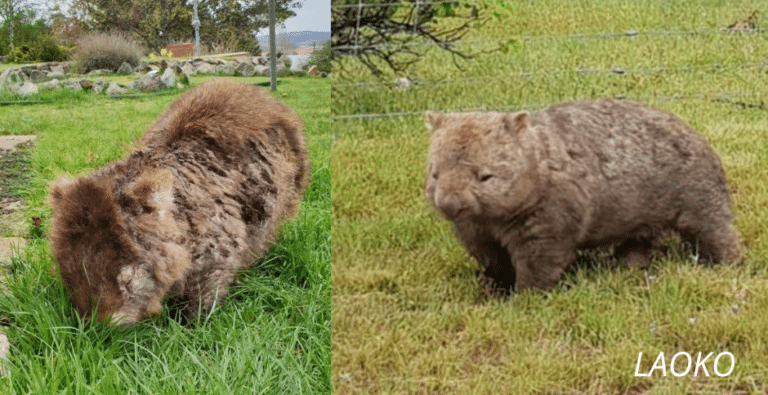 5 ways you can help wombats this International Wombat Day - Humane ...