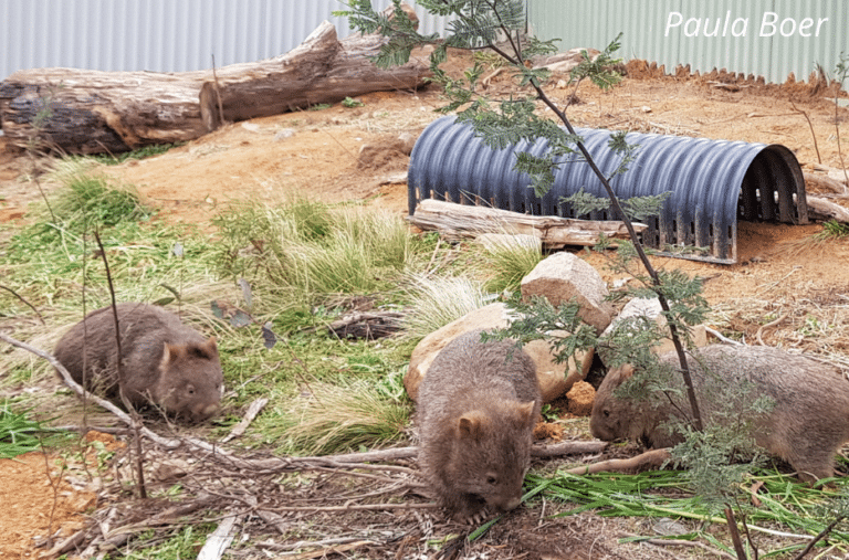 5 ways you can help wombats this International Wombat Day - Humane ...
