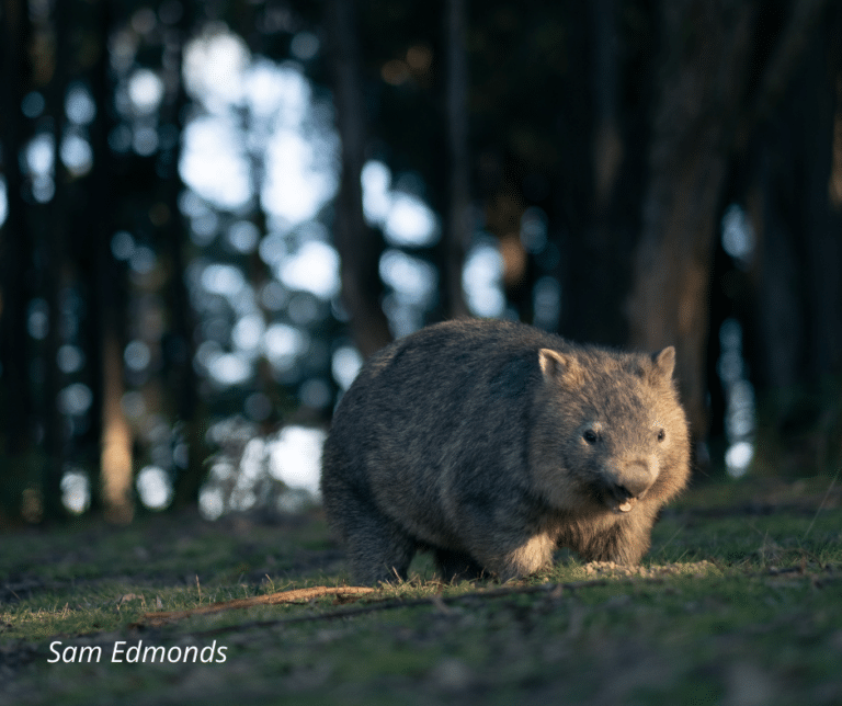 5 ways you can help wombats this International Wombat Day - Humane ...