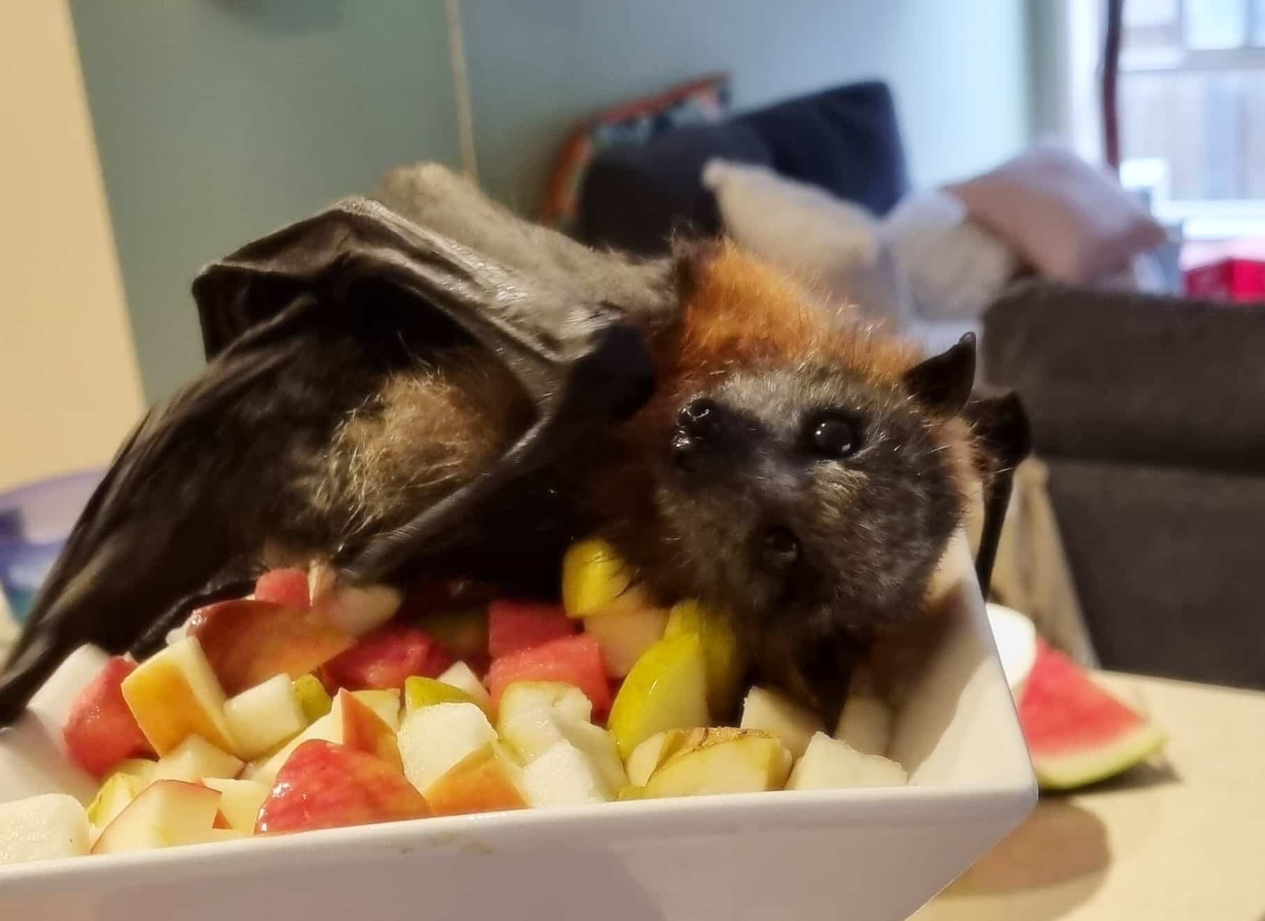 Flying-foxes in crisis: How we’re helping and how you can too - Humane ...