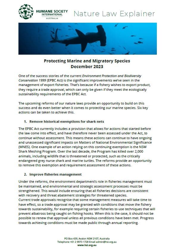 Nature Laws Explainer: Protecting Marine and Migratory Species - Humane ...
